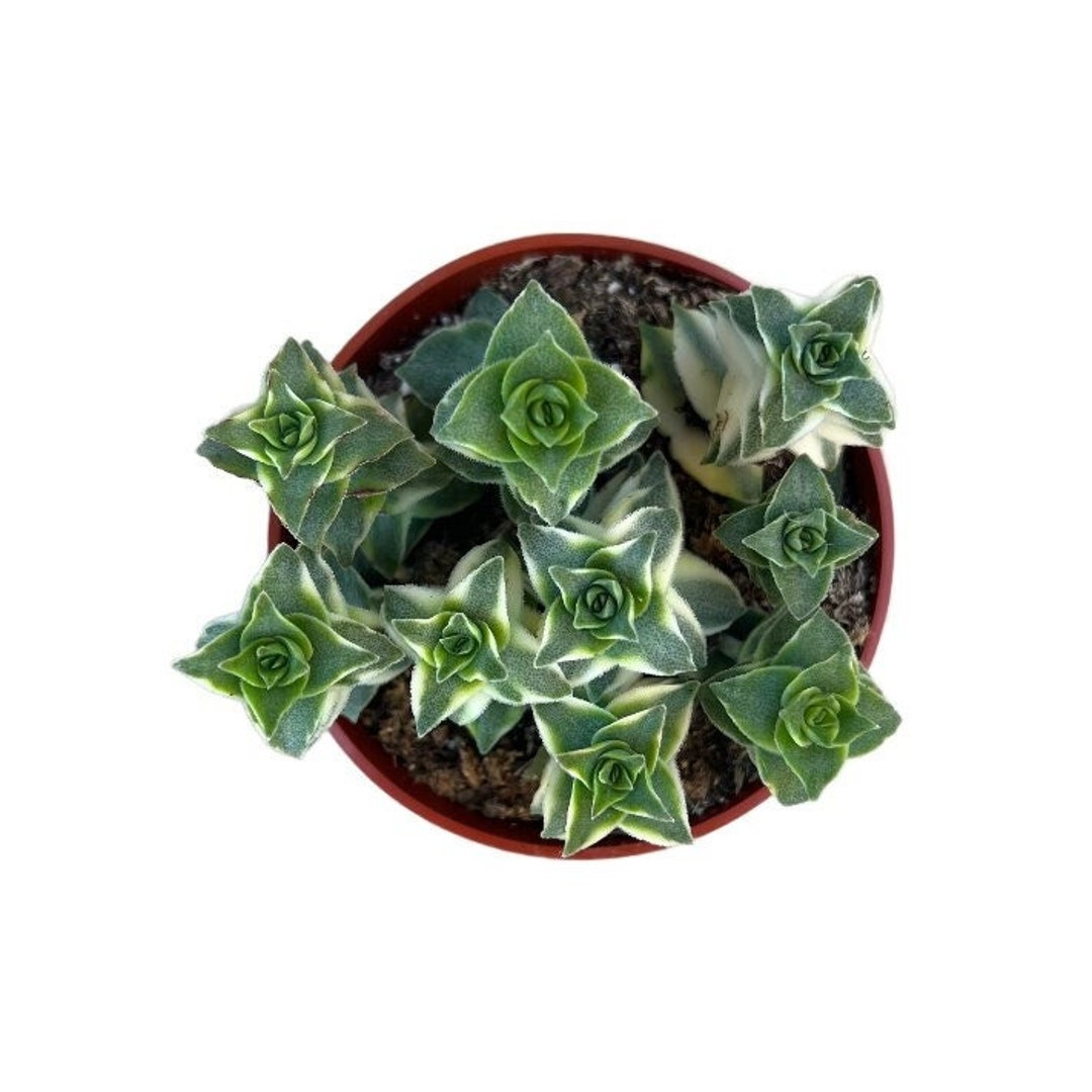 Variegated String of Buttons | 4 Inch | Crassula Perforata Variegata ...