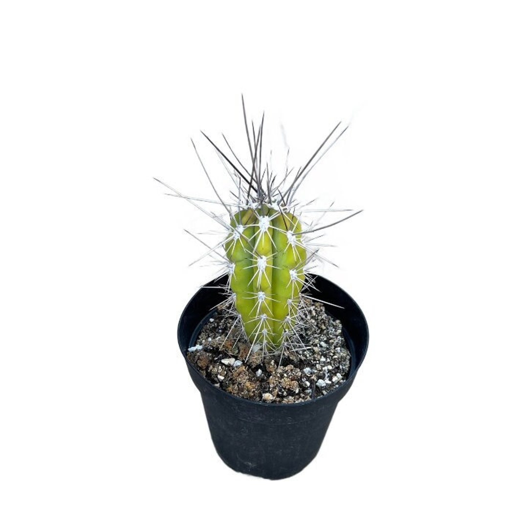 Toothpick Cactus 4 Inch Stetsonia Coryne Live Cactus Plant Succulent ...
