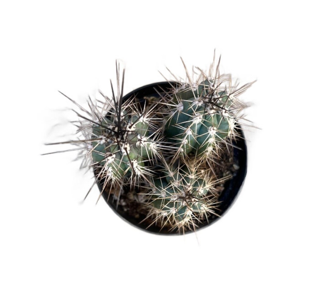 Toothpick Cactus - 3 Cactus | 4 Inch | Stetsonia Coryne | Live Cactus ...