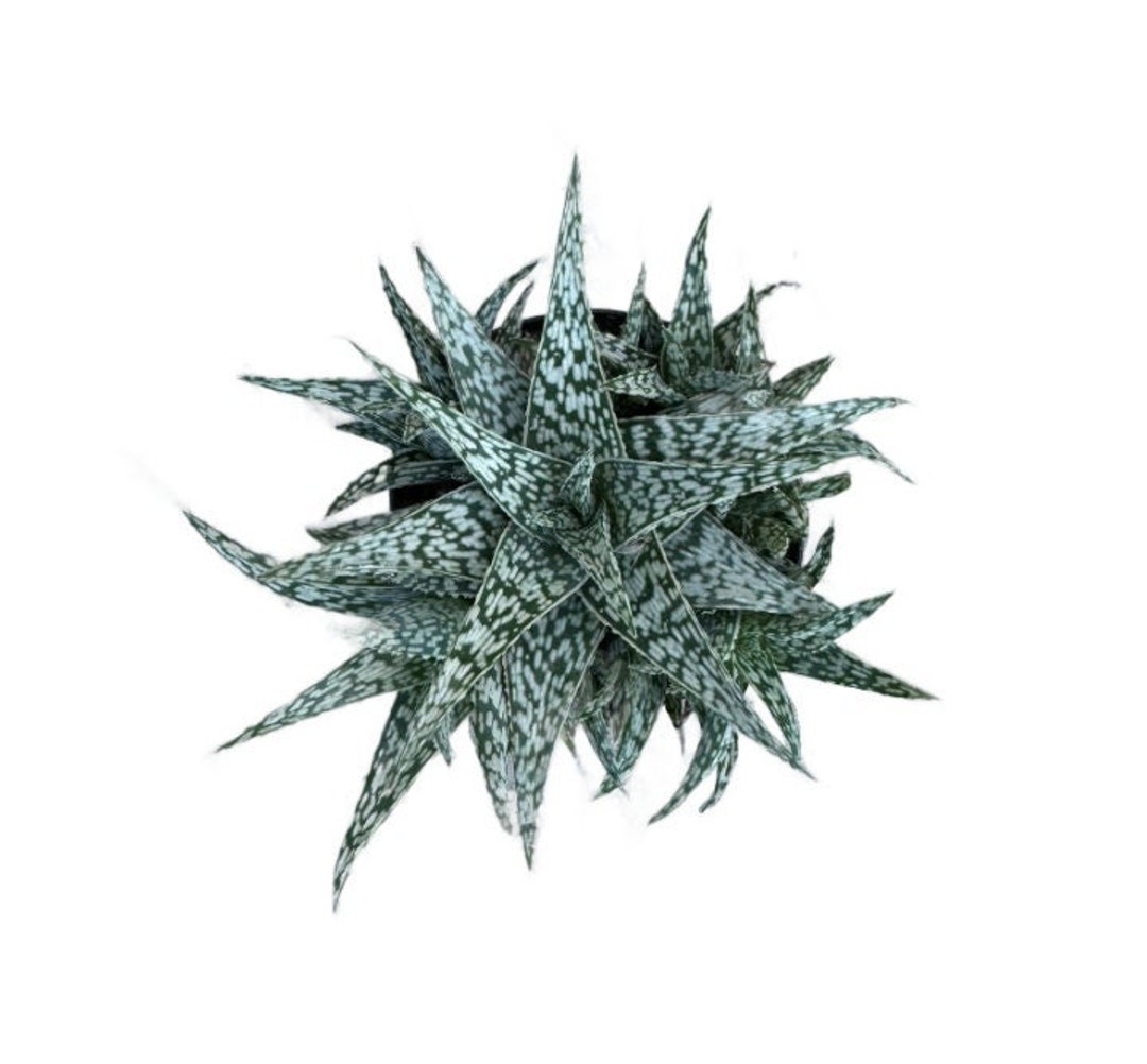 Blizzard | 4 Inch | Star Aloe | Live Aloe Plant | Succulent | Indoor ...