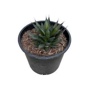 Blue Glow Agave | 3 Gallon | Live Succulent Plant | Cactus | Indoor ...
