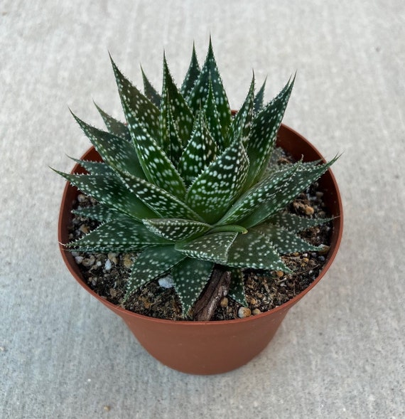 Gasteraloe Apollo 6 Inch Live Succulent Plant Indoor - Etsy