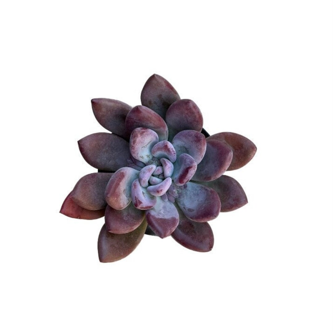 Graptoveria Opalina | 4 Inch | Live Succulent Plant | Indoor Plant | House Plant | Drought ...
