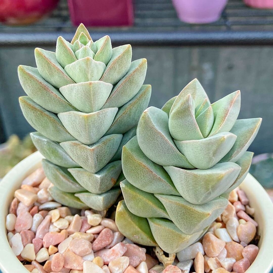 Moonglow 2 Inch Crassula Live Succulent Plant Indoor - Etsy