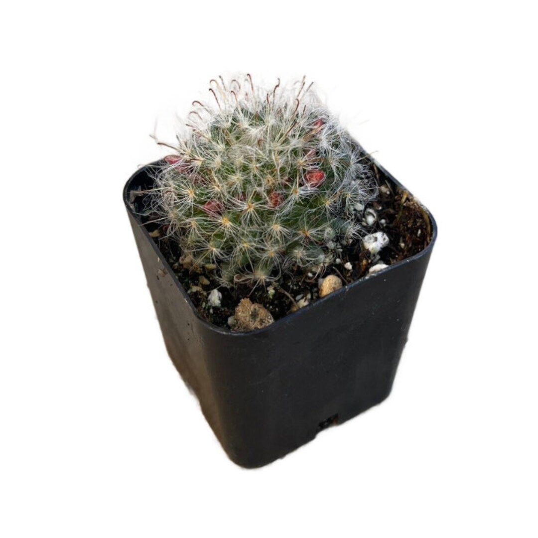 Powder Puff Cactus | 2 Inch | Mammillaria Bocasana | Live Cactus Plant ...