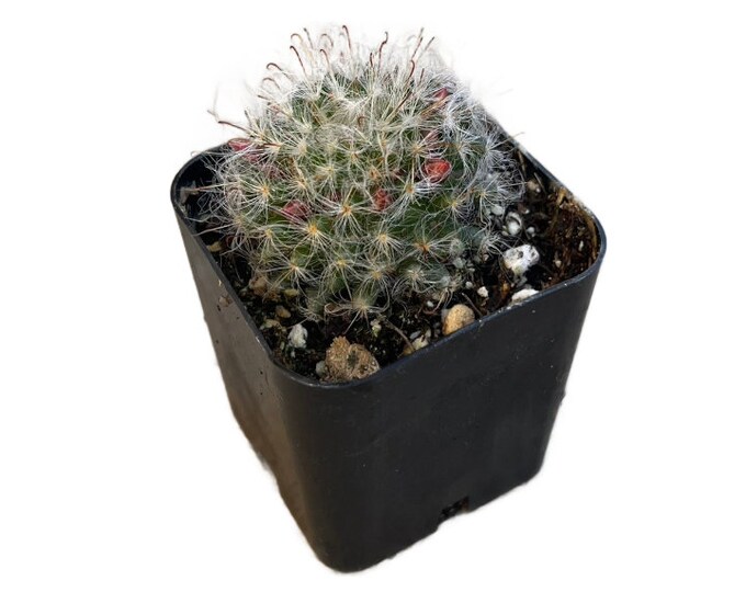 Powder Puff Cactus | 2 Inch | Mammillaria Bocasana | Live Cactus Plant ...