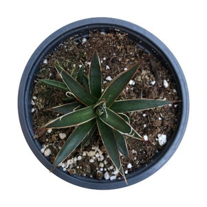Thread Leaf Agave 4 Inch Live Succulent Plant Cactus Indoor Plant House ...