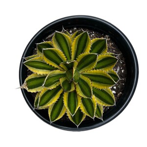 Quadricolor Agave | 3 Gallon | Agave Lophantha | Live Succulent Plant ...