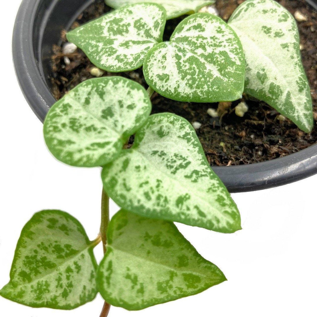 Chain of Arrows 4 Inch String of Arrows Ceropegia Woodii - Etsy