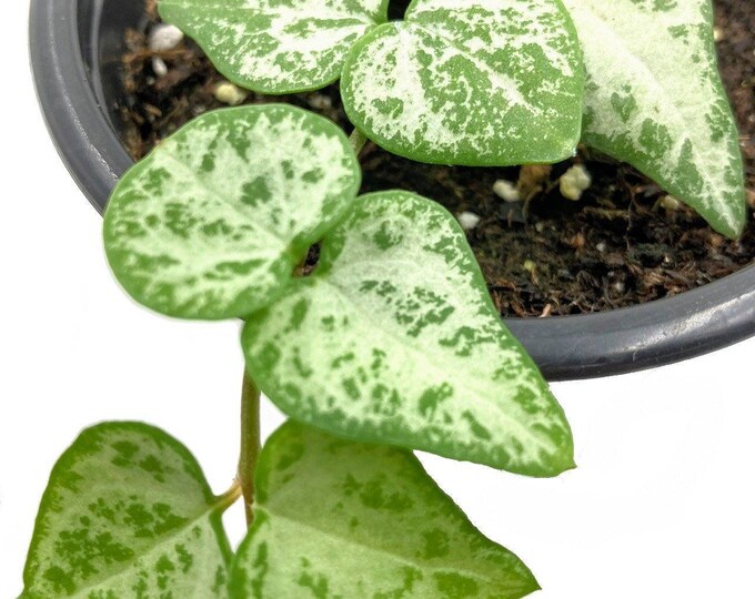 Chain of Arrows | 4 Inch | String of Arrows | Ceropegia Woodii | Live ...