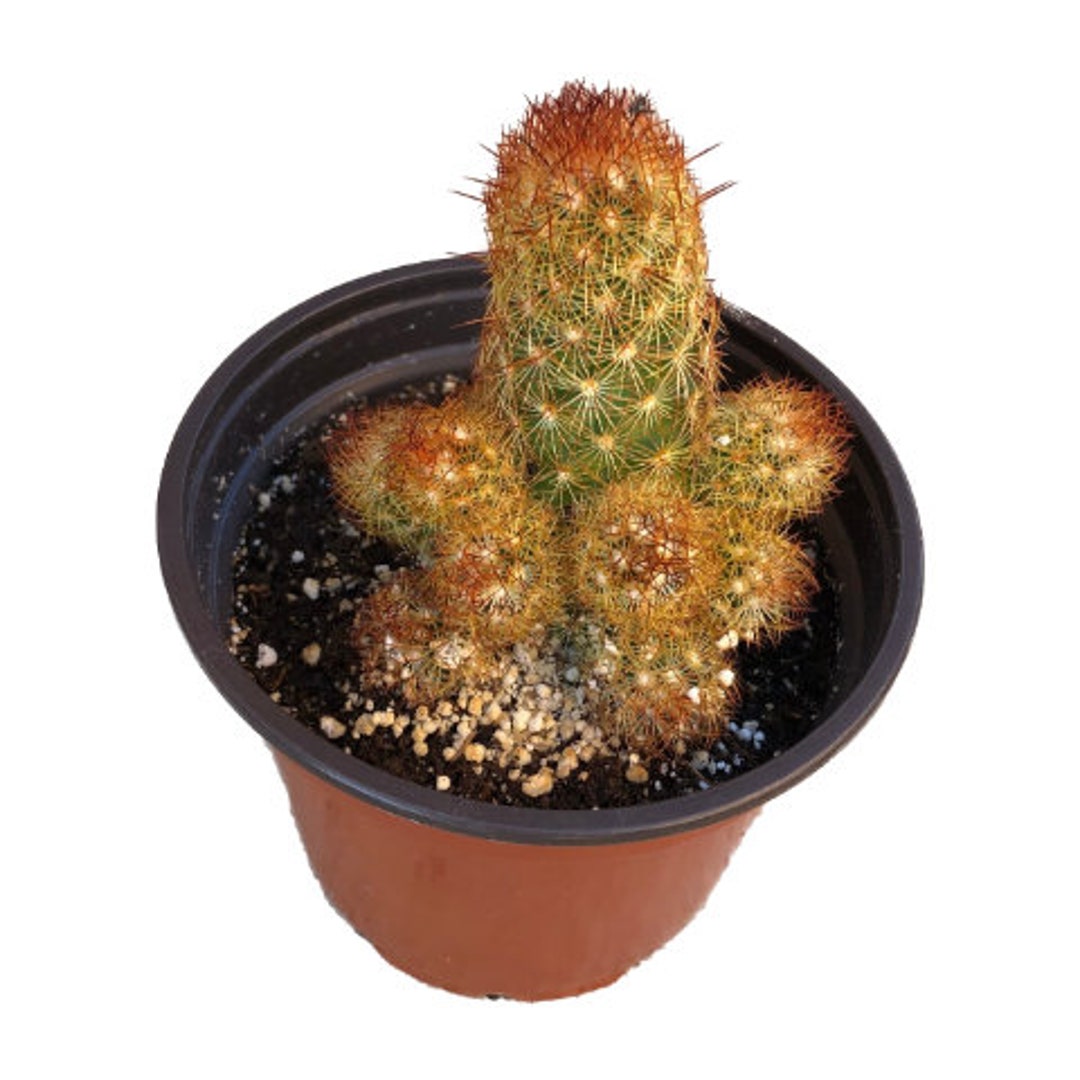 Copper King Cactus | 4 Inch | Live Cactus Plant | Succulent | Indoor ...