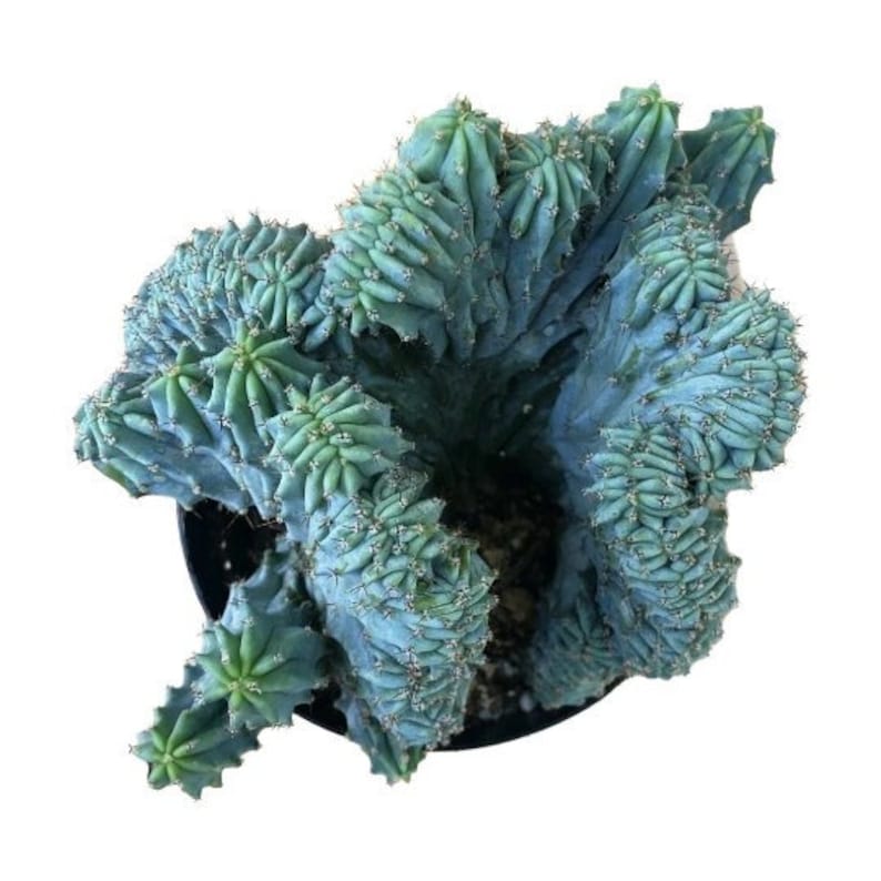 Blue Candle Crested Cactus | 4 Inch | Blue Myrtle Crested Cactus ...