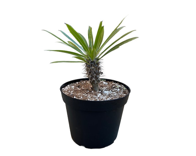 Madagascar Palmpachypodium Lameiei - Etsy