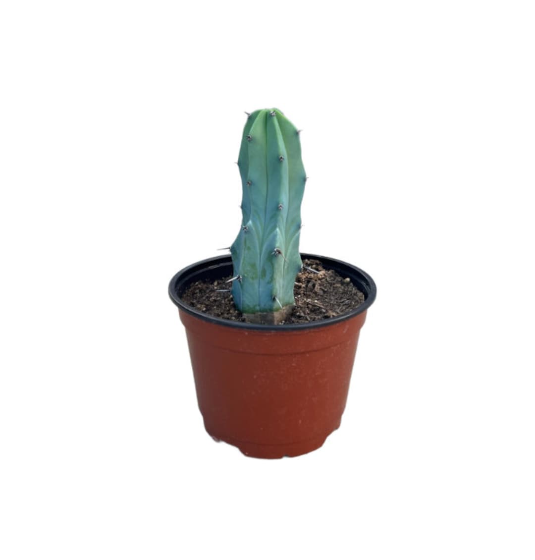 Blue Candle Cactus 6 Inch Blue Myrtle Cactus Myrtillocactus ...