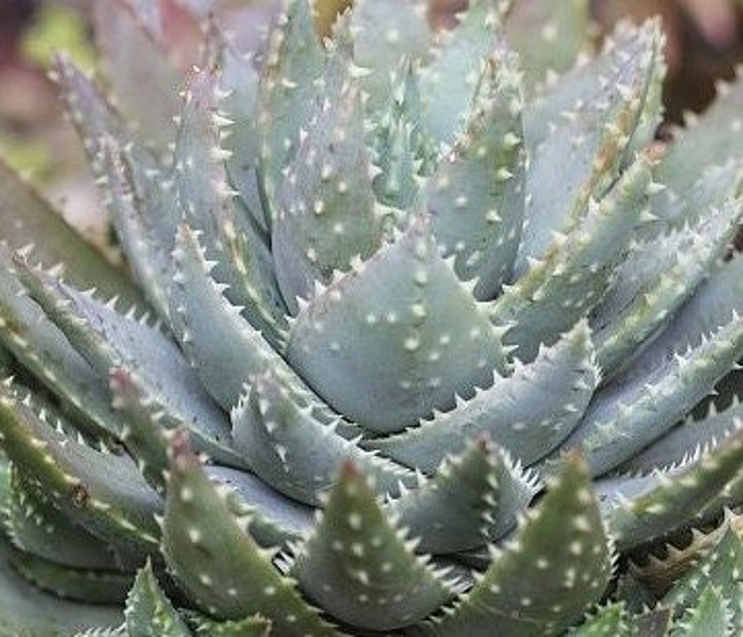 Crocodile Plant 4 Inch Short-leaf Aloe Aloe Brevifolia - Etsy