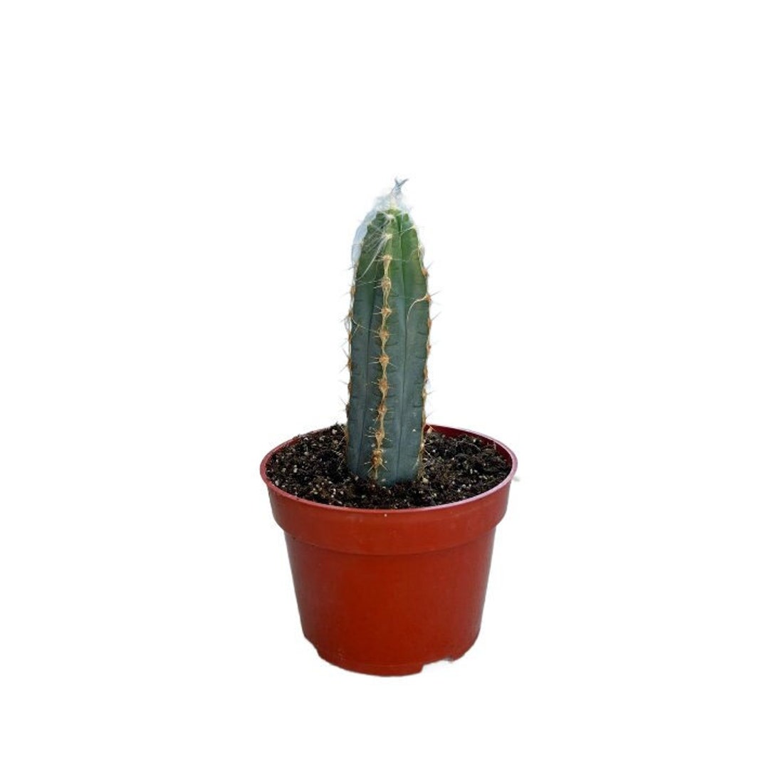 Native Blue Torch Cactus 4 Inch Pilosocereus Azureus Live Cacti Plant ...