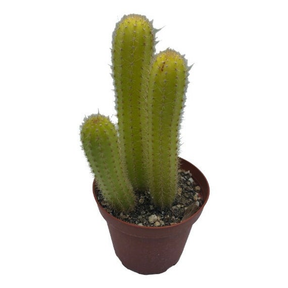 Rat Tail Cactus 4 Inch Live Cacti Plant Succulent - Etsy