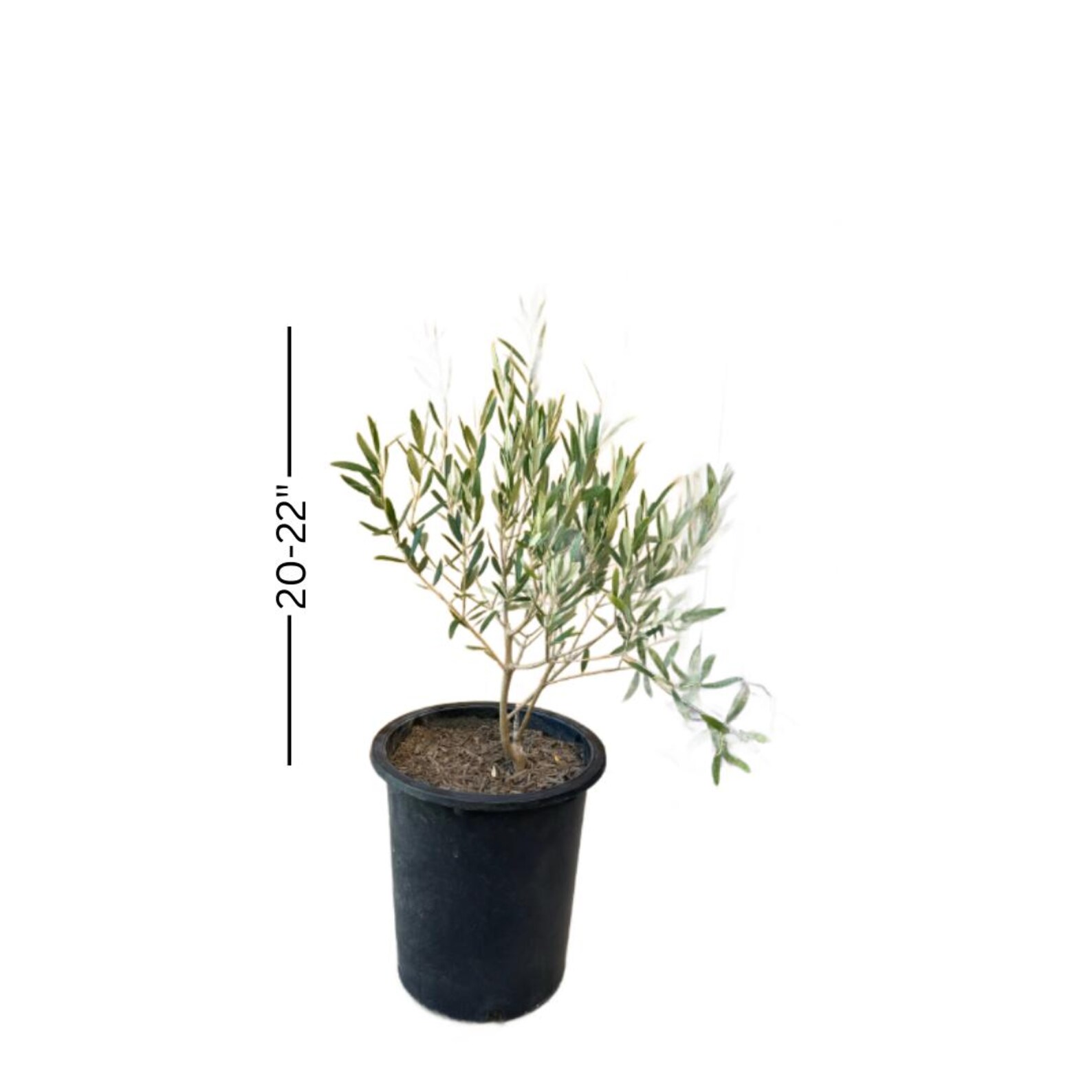 Wilsonii Olive Tree | 5 Gallon | Fruitless Olive Tree | Live Plants ...