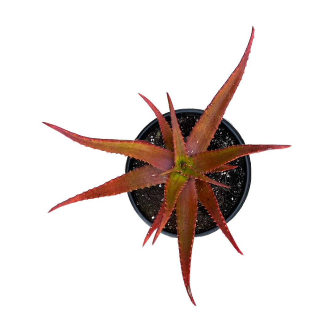 Starfish Aloe 5 Gallon Aloe Cameronii Live Succulent Plant Cactus ...