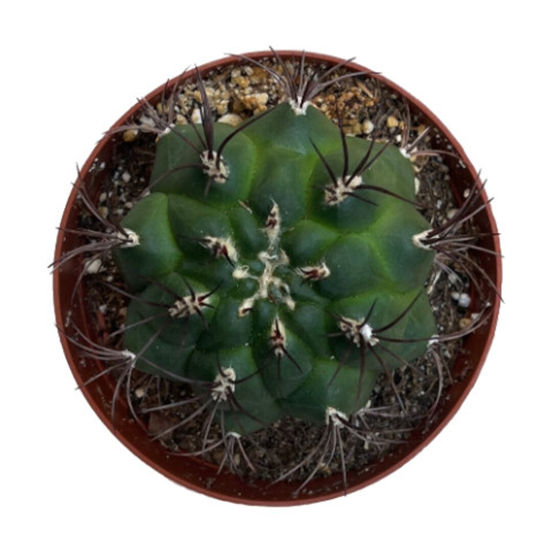 Giant Chin Cactus | 4 Inch | Gymnocalycium Saglionis | Live Cactus ...