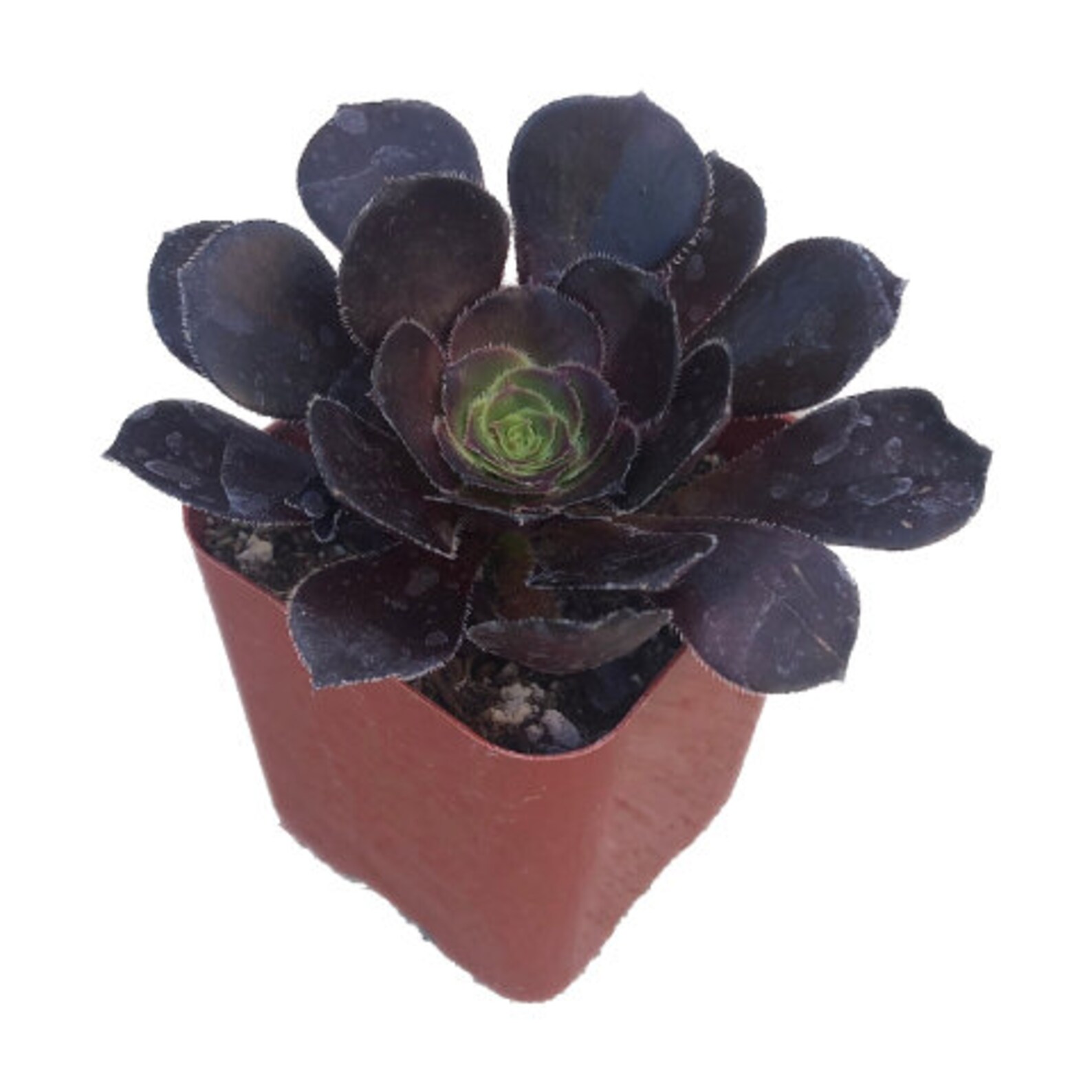 Black Rose 2 Inch Aeonium Zwarktop Black Beauty Live | Etsy