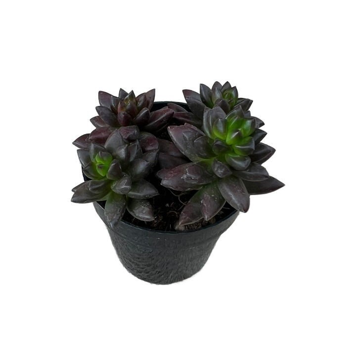 Jet Beads | 2.5 Inch | Sederveria Hybrid | Live Succulent Plant ...