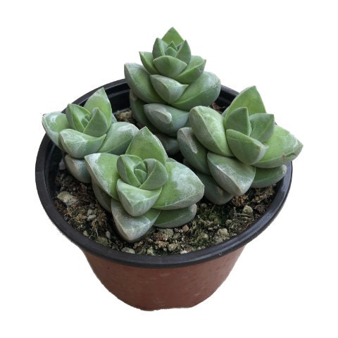 Moonglow 4 Inch Crassula Live Succulent Plant Indoor - Etsy