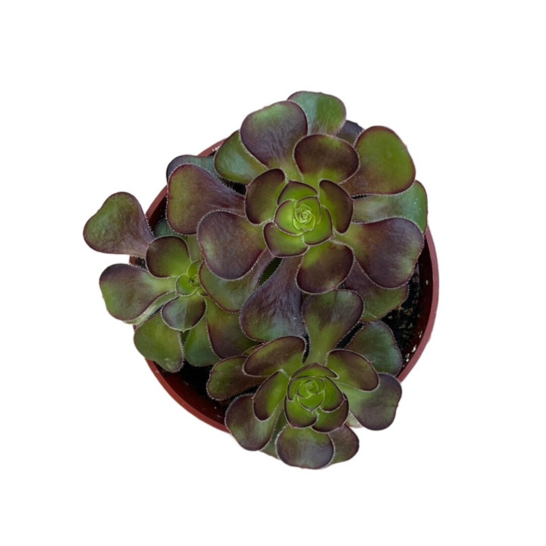 Aeonium Blushing Beauty 4 Inch Live Succulent Plant Indoor Plant House ...