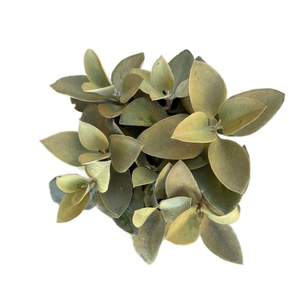 Gray Ghost Plant | 1 Gallon | Kalanchoe Orgyalis | Live Succulent Plant ...