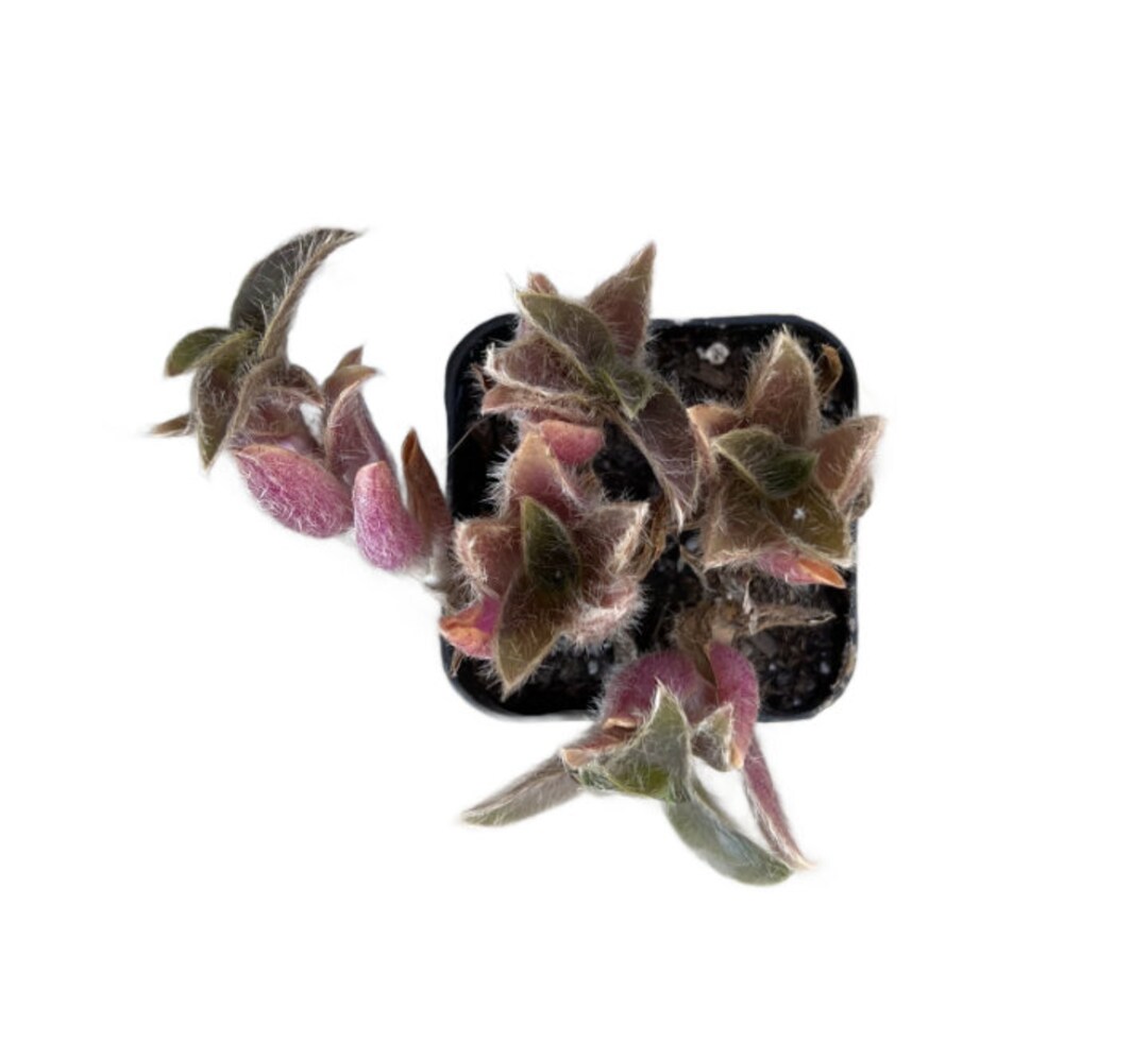 Kitten Ears 2 Inch Cyanotis Somaliensis Live Succulent Hanging Plant Indoor Plant House Plant Etsy