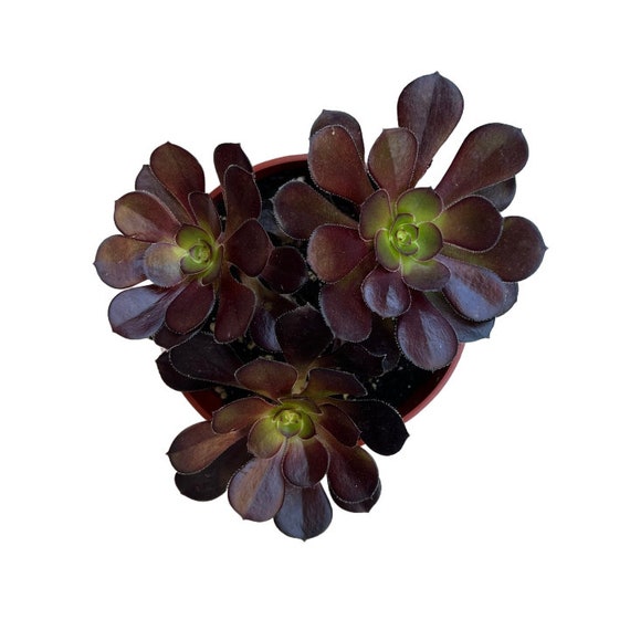 Aeonium Cyclops Flower