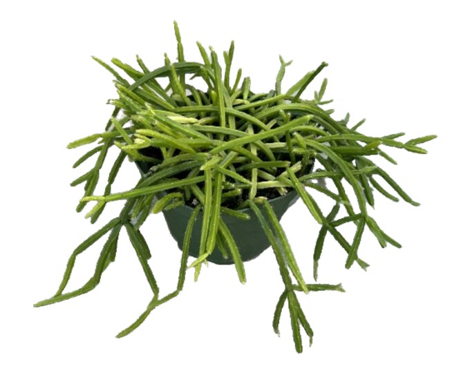 Mistletoe Cactus | 6 Inch | Live Cacti Plant | Succulent | Drought ...