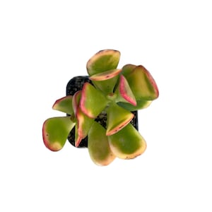 Hummel's Sunset Jade 2 Inch Dwarf Jade Crassula Ovata Live Succulent ...