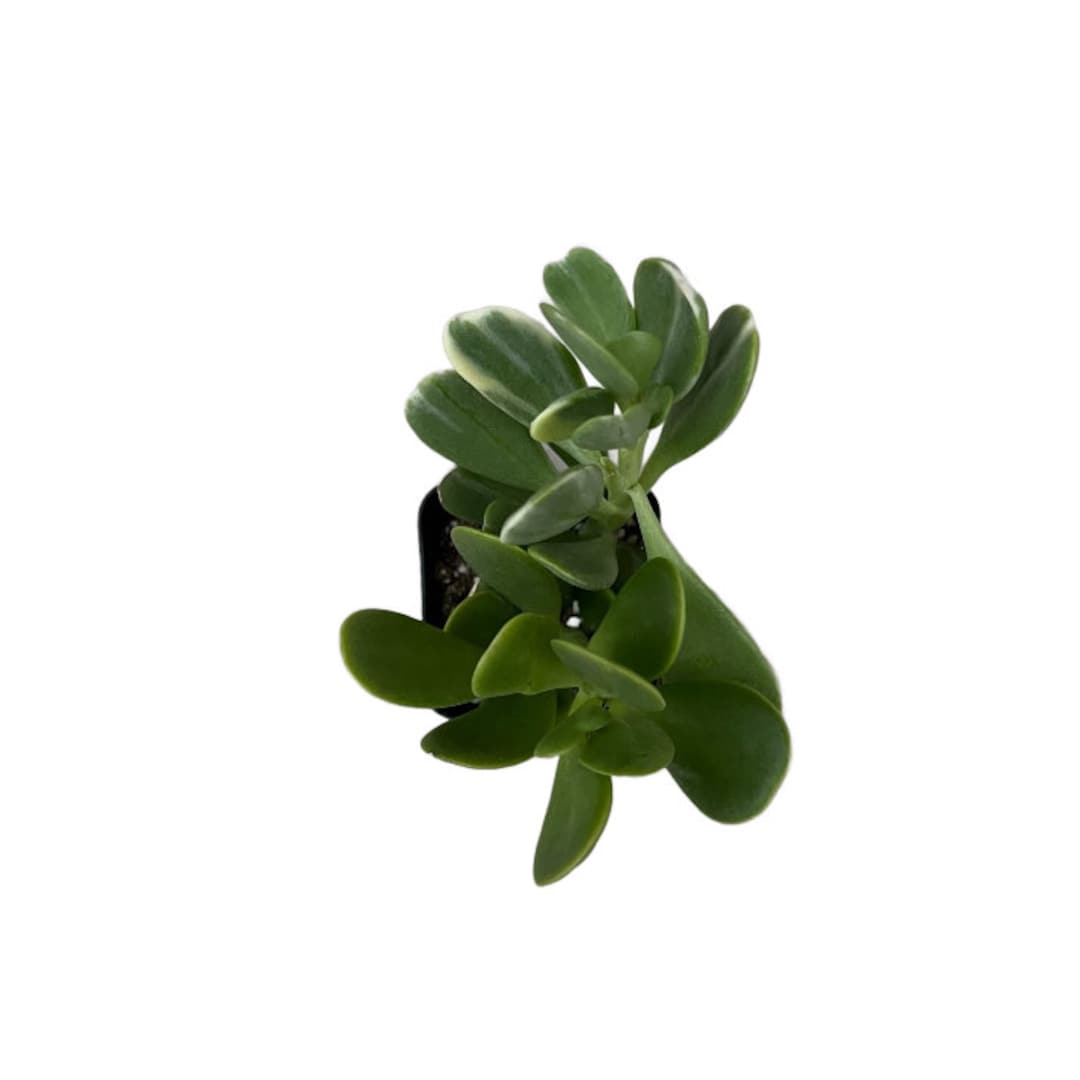 Variegated Trailing Jade | 2 Inch | Weeping Jade | Live Succulent ...