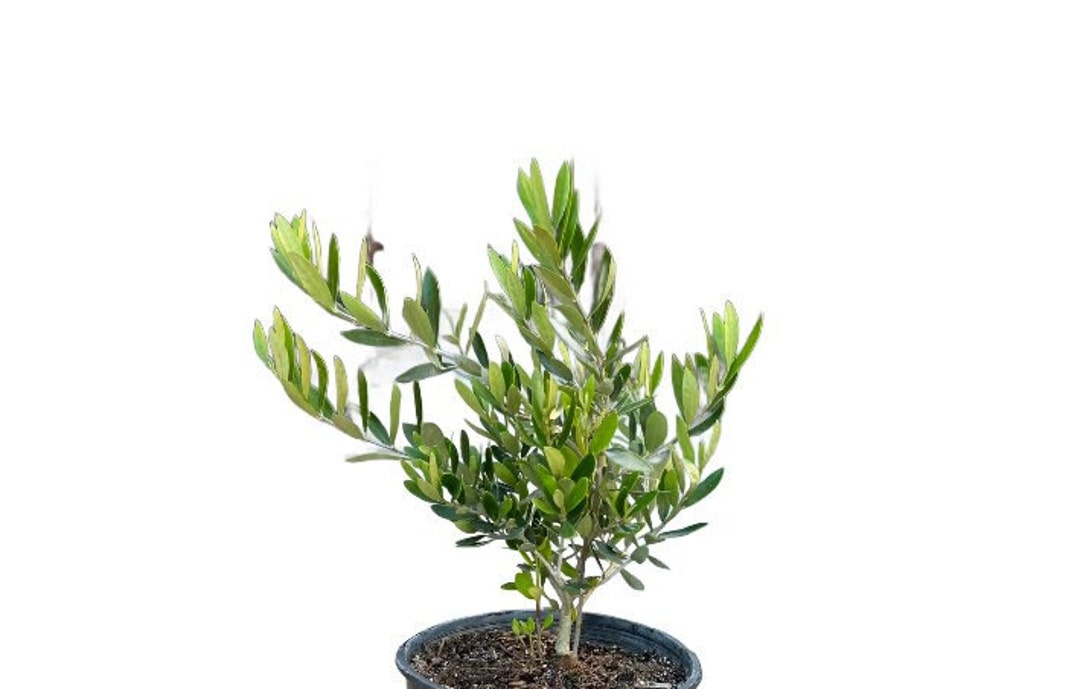 Little Ollie Dwarf Olive Tree | 1 Gallon | Olea Europaea Montra | Live ...