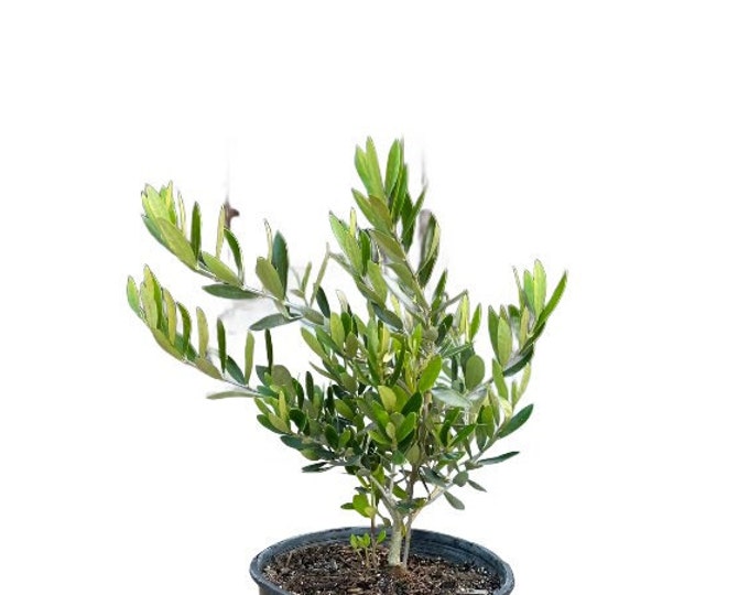 Little Ollie Dwarf Olive Tree | 1 Gallon | Olea Europaea Montra | Live ...