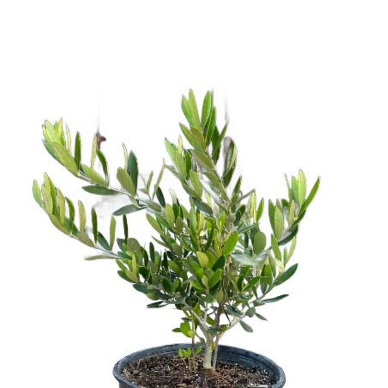 Tree Favors - Etsy