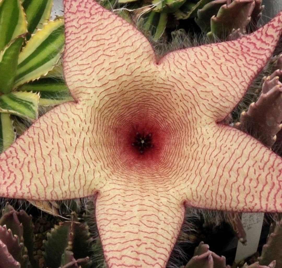 Giant Starfish Flower 4 Inch Zulu Giant Carrion Flower Gigantea Rare ...
