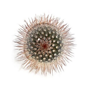 Red-headed Irishman Cactus 2.5 Inch Mammillaria Spinosissima Live Plant ...