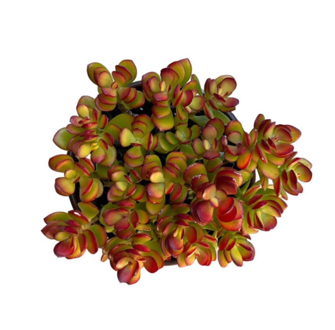 Crosby's Compact Jade | 6 Inch | Dwarf Jade | Crassula Ovata | Live ...