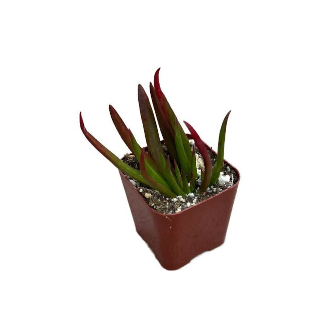 Native Devil's Horns 2 Inch Crassula Nudicaulis Live Succulent Plant ...