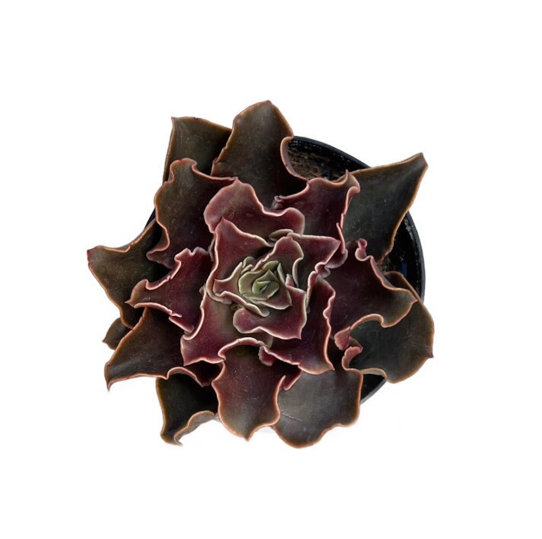 Echeveria Fireglow 4 Inch Live Succulent Plant Indoor Plant House Plant ...