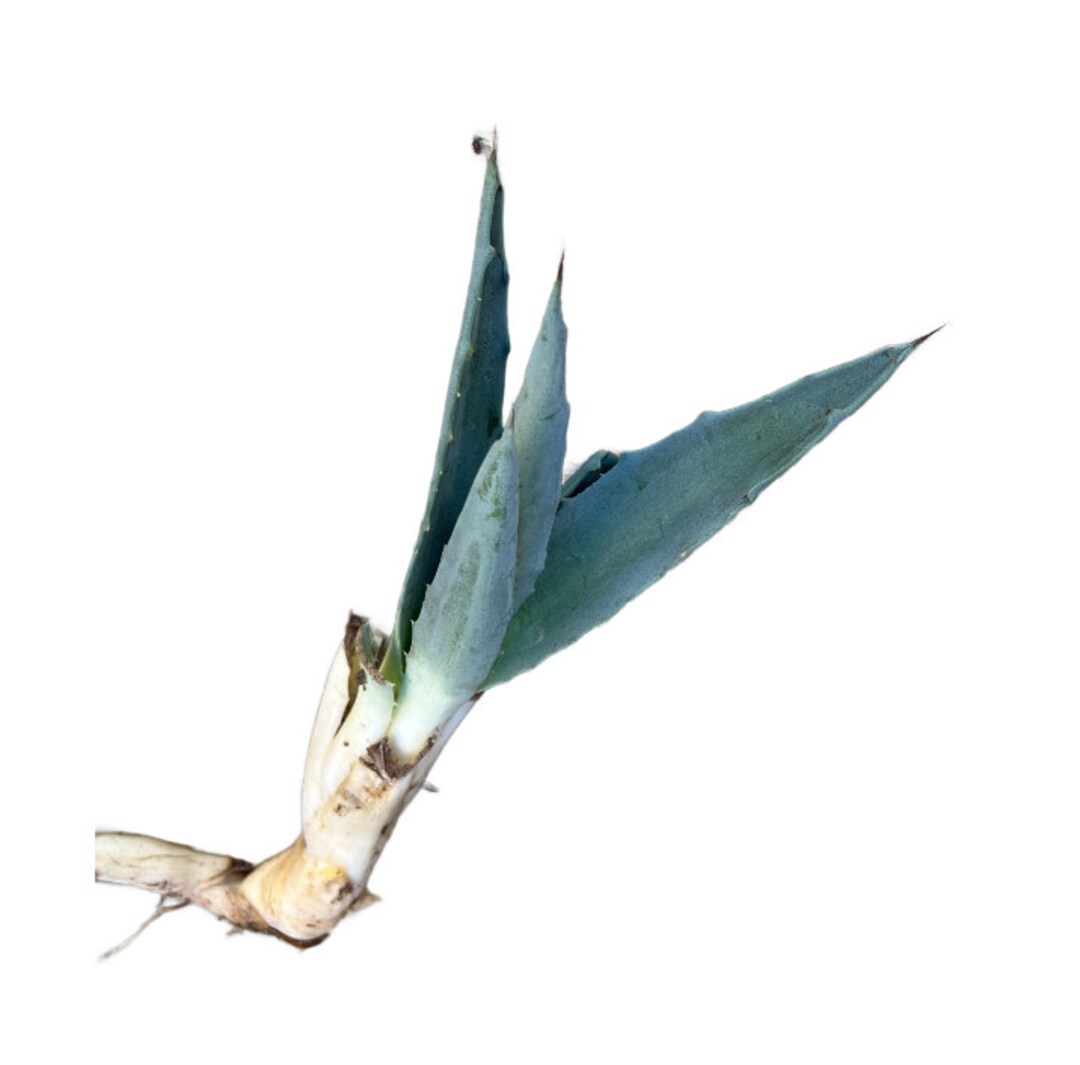 Blue American Agave | Agave Americana Century Plant | Pups-cuttings ...
