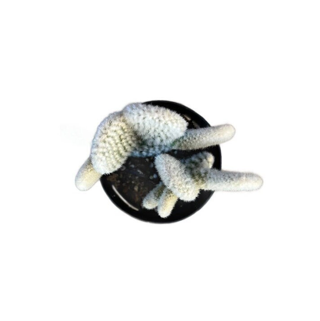 Angel Wings | 2.5 Inch | Bunny Ears WHITE | Opuntia Microdasys Albata ...