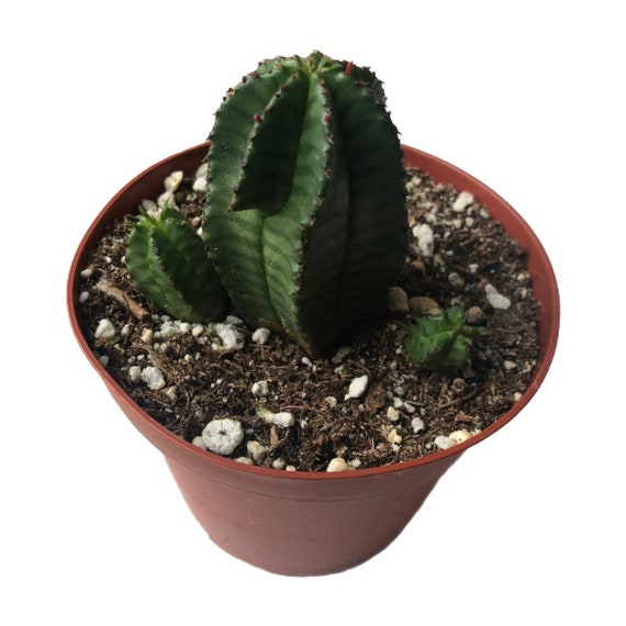 Home & Living Tanzania zipper plant Ferns, Grasses & Bamboo Plants etna ...