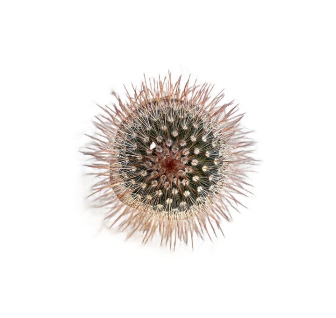 Red-headed Irishman Cactus | 4 Inch | Mammillaria Spinosissima | Live ...