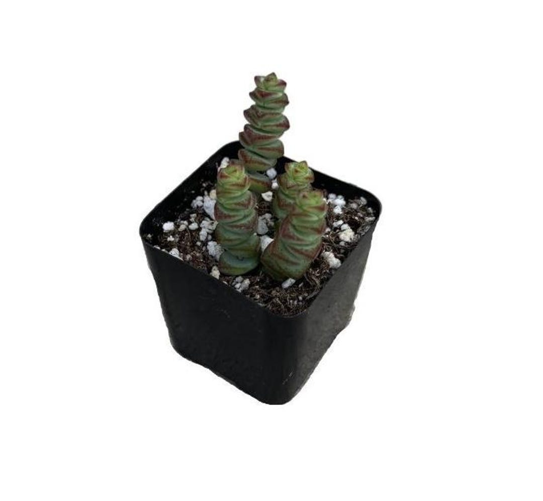 Baby Necklace | 2 Inch | Worm Plant | Crassula Marnieriana | Live ...