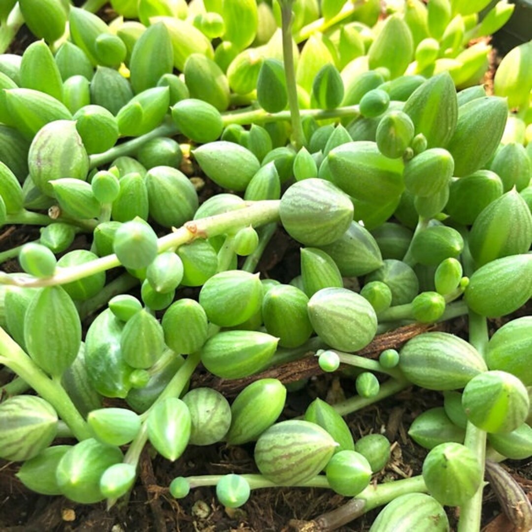 String of Watermelon 4 Inch Live Succulent Hanging Plant Indoor Plant ...