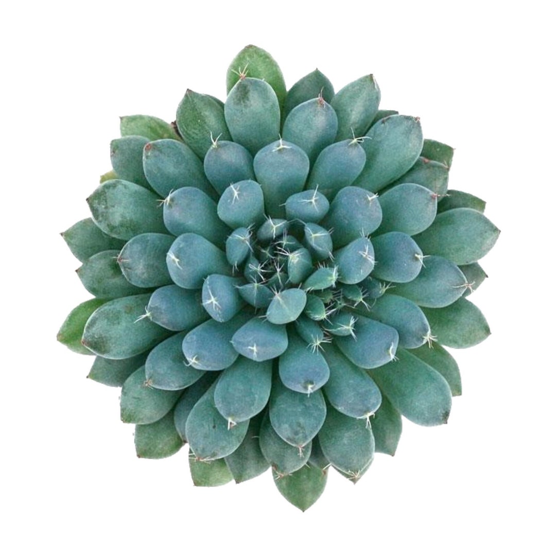 Echeveria Firecracker Plant | 2 Inch | Live Succulent Plant | Indoor ...