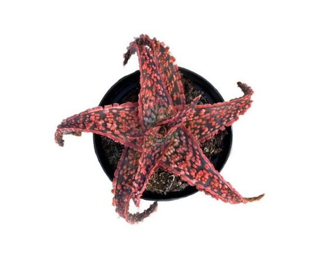 Aloe Crimson Dragon | 4 Inch | Live Aloe Plant | Succulent | Cactus ...